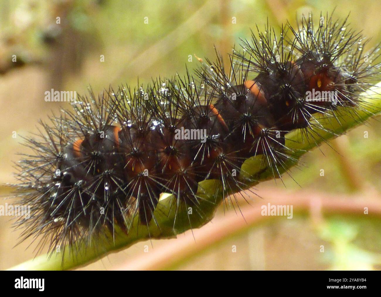 Giant Leopard Moth (Hypercompe scribonia) Insecta Stock Photo - Alamy