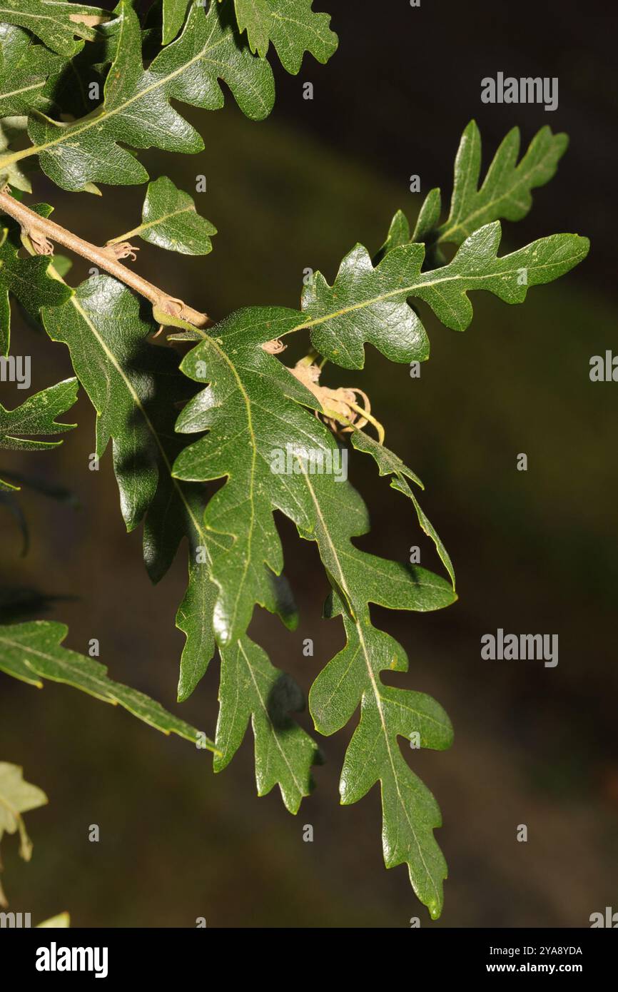 Turkey Oak (Quercus cerris) Plantae Stock Photo - Alamy