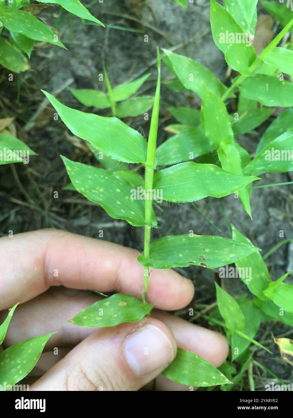small carpetgrass (Arthraxon hispidus) Plantae Stock Photo - Alamy