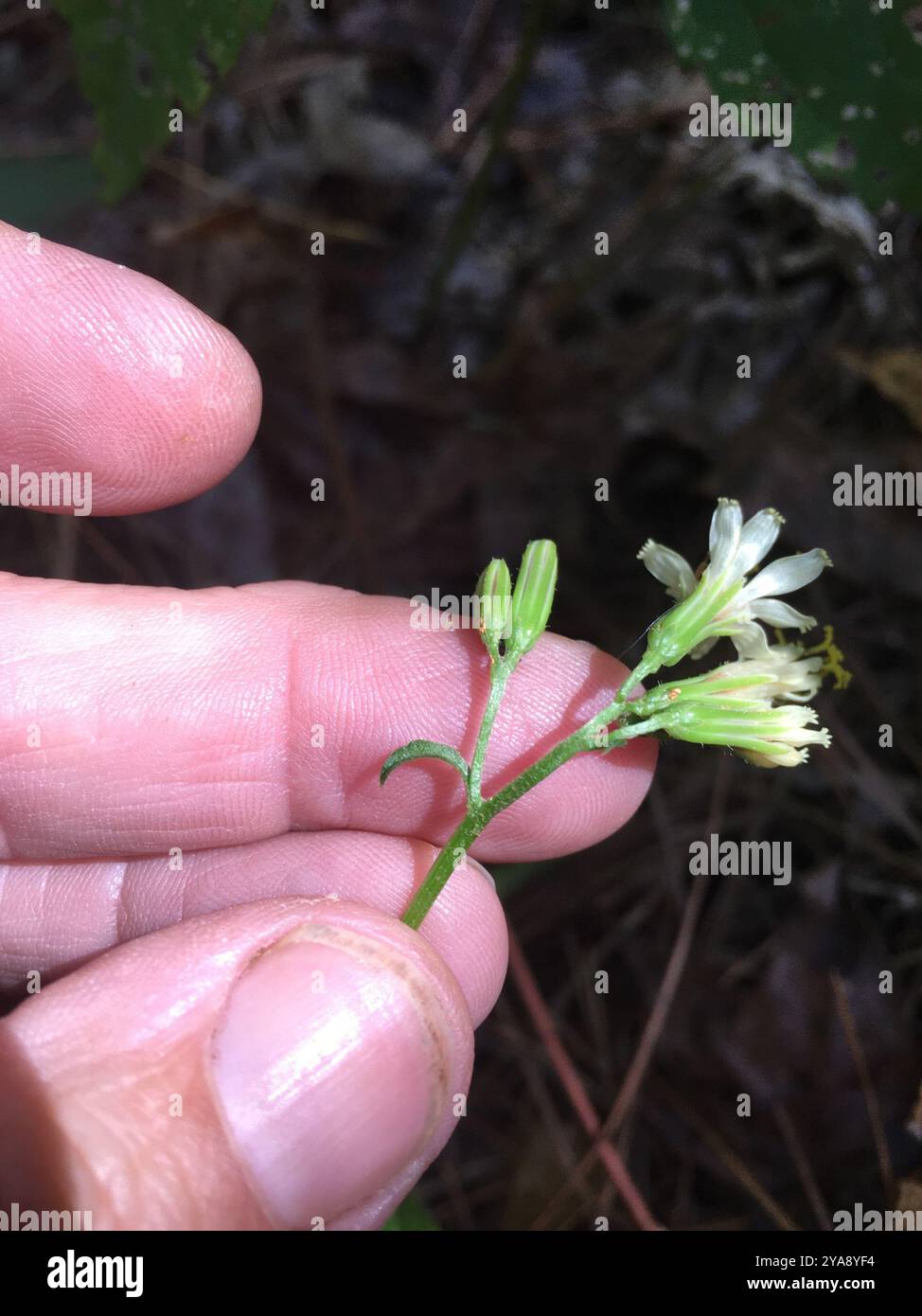 lion's foot rattlesnake root (Nabalus serpentarius) Plantae Stock Photo ...