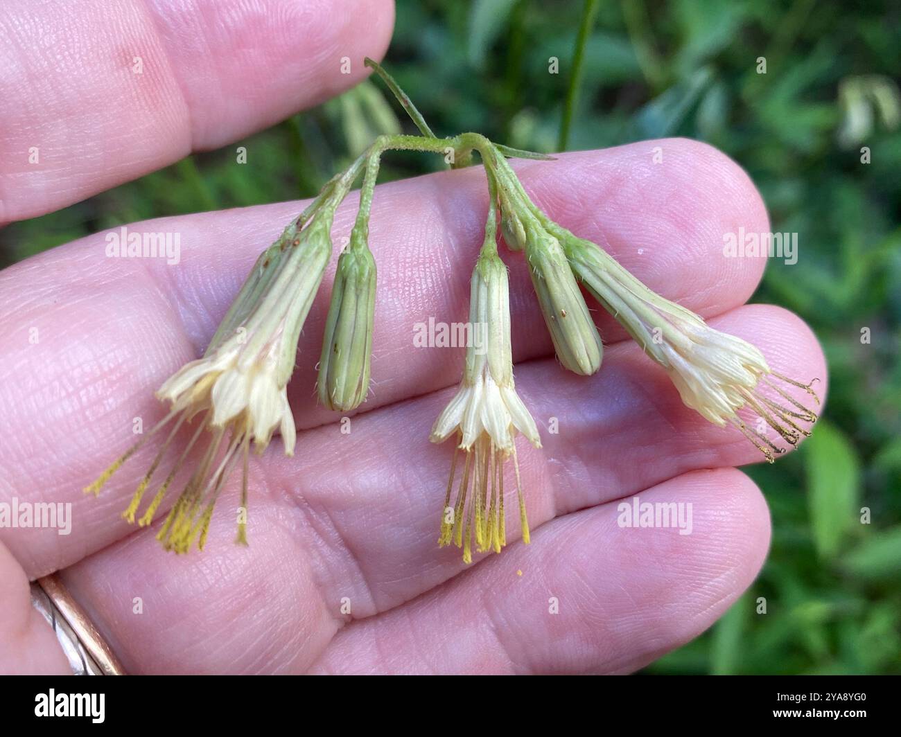 lion's foot rattlesnake root (Nabalus serpentarius) Plantae Stock Photo ...