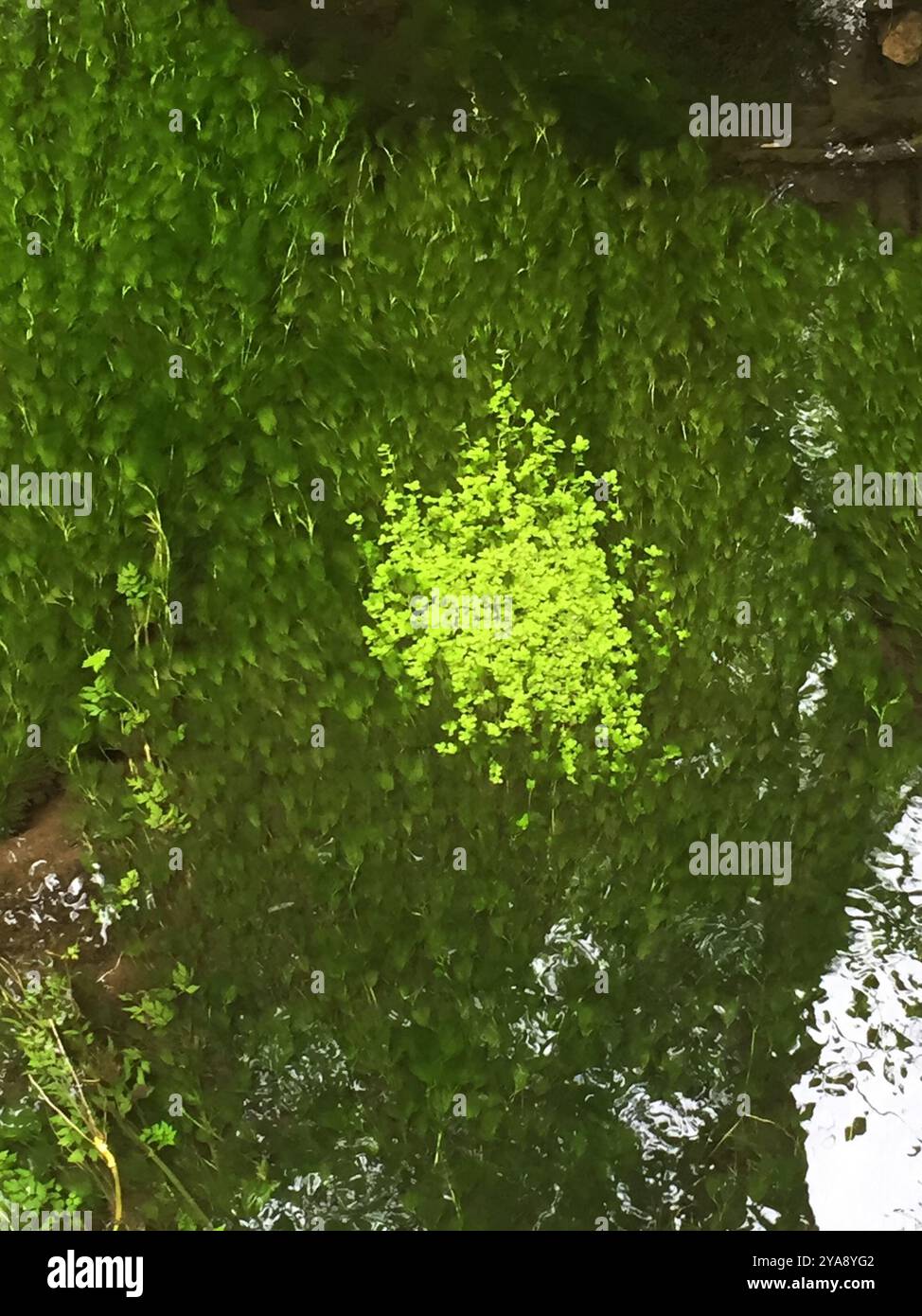 duckweeds (Lemnoideae) Plantae Stock Photo - Alamy
