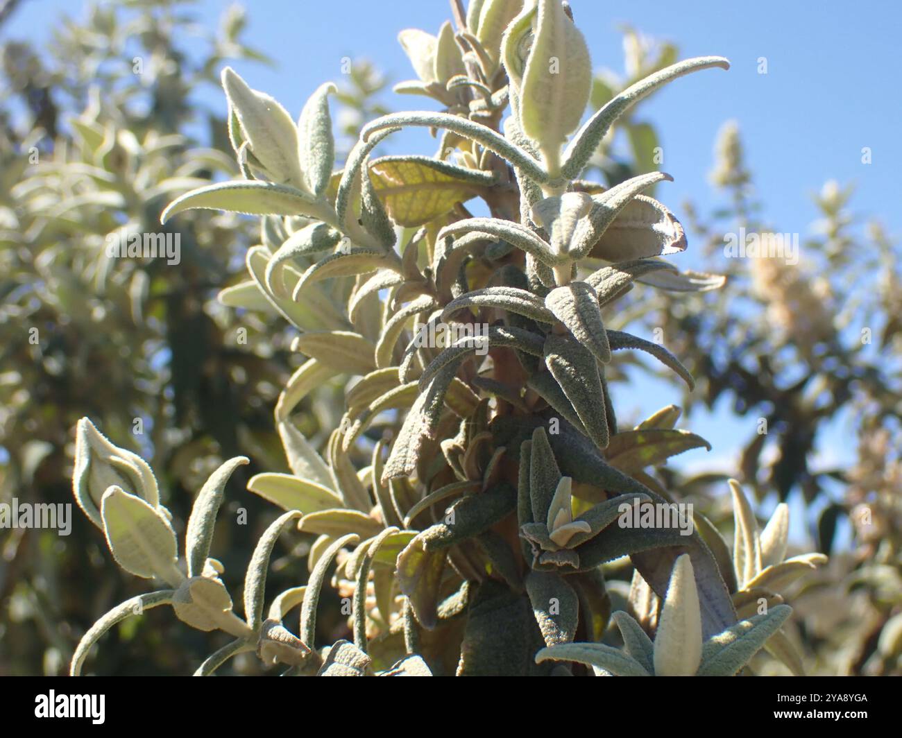 Sagewood (Buddleja salviifolia) Plantae Stock Photo - Alamy