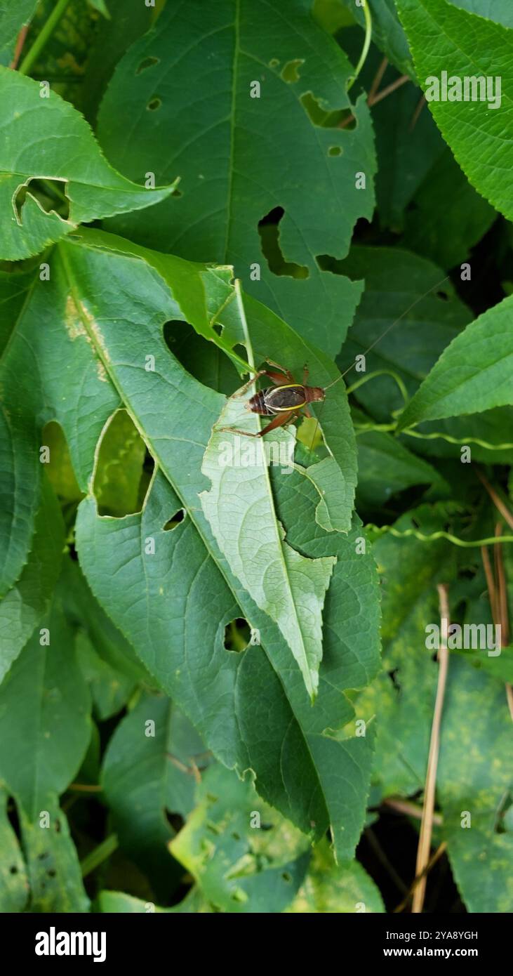 Hapithus hi-res stock photography and images - Alamy