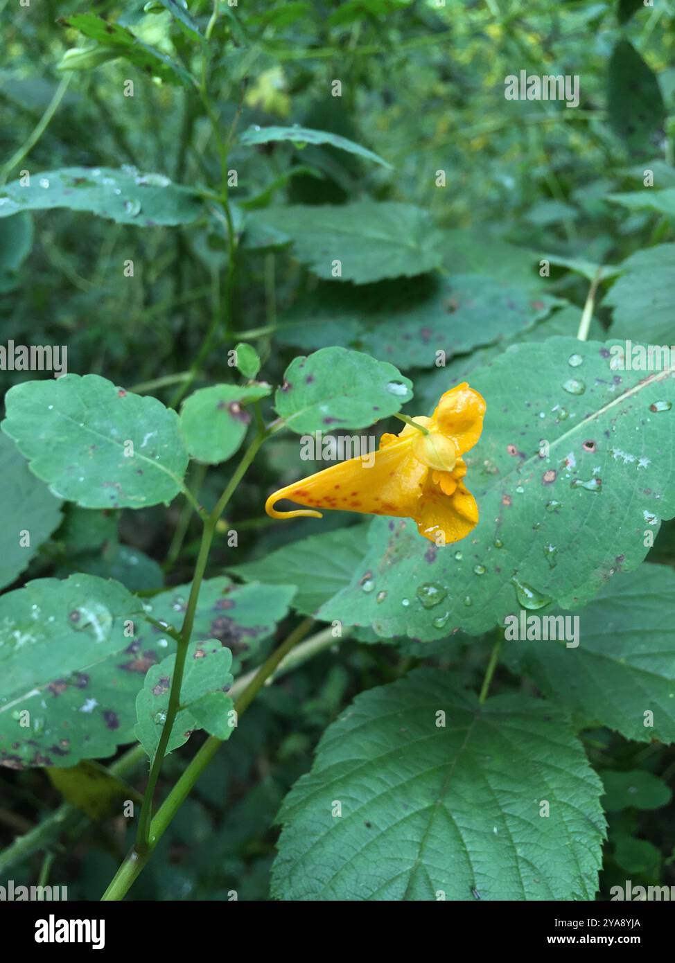common jewelweed (Impatiens capensis) Plantae Stock Photo - Alamy