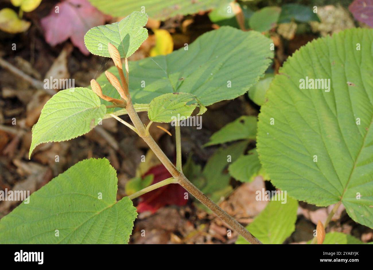 hobblebush (Viburnum lantanoides) Plantae Stock Photo - Alamy