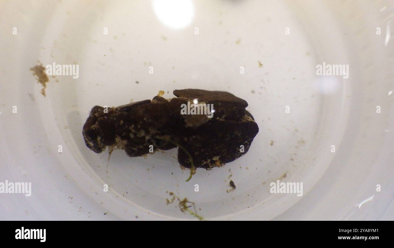 Stonecase Caddisflies (Uenoidae) Insecta Stock Photo - Alamy