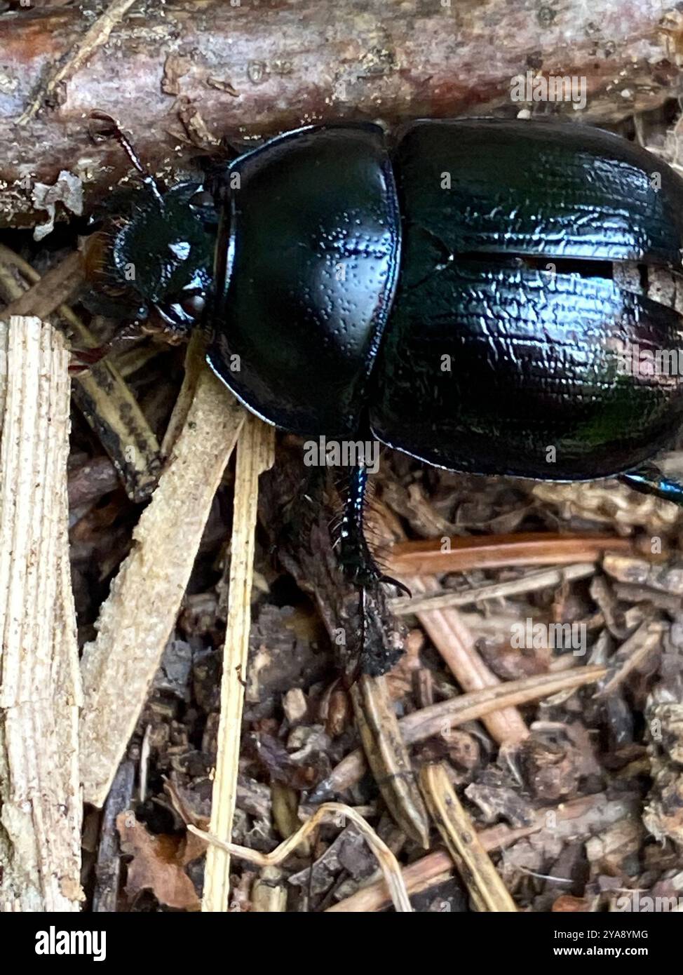 Woodland Dor Beetle (Anoplotrupes stercorosus) Insecta Stock Photo - Alamy