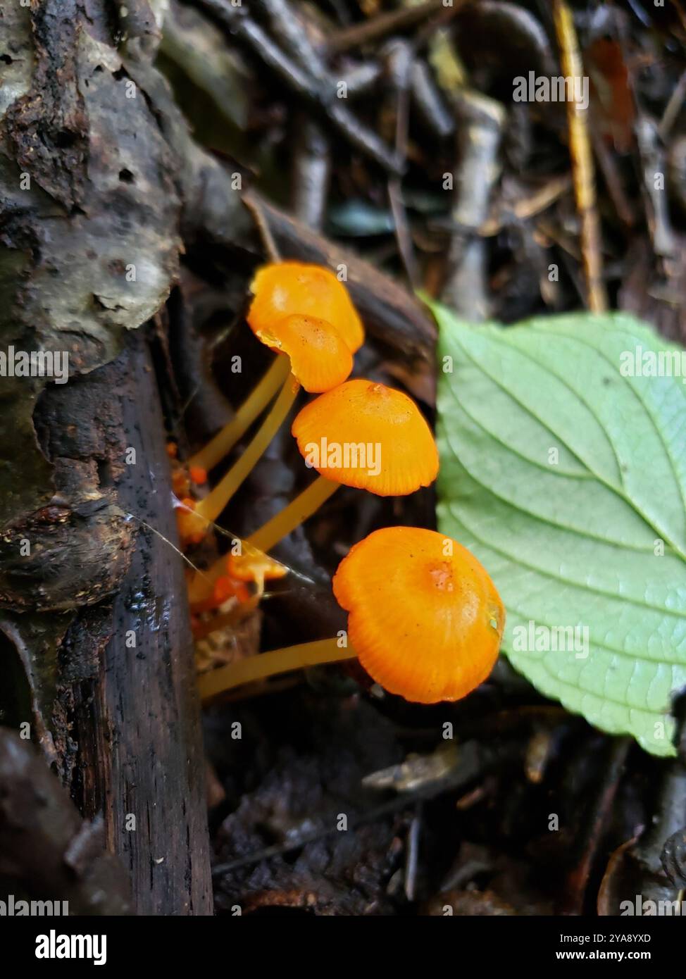 orange mycena (Mycena leaiana) Fungi Stock Photo - Alamy