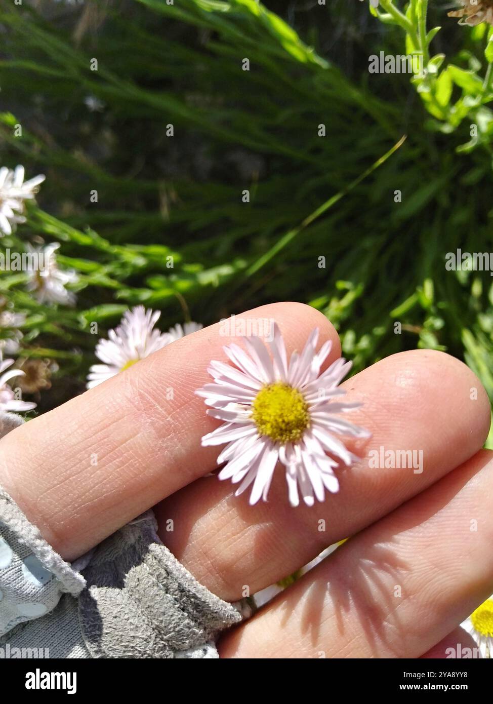 Caespitose Fleabane (Erigeron caespitosus) Plantae Stock Photo - Alamy