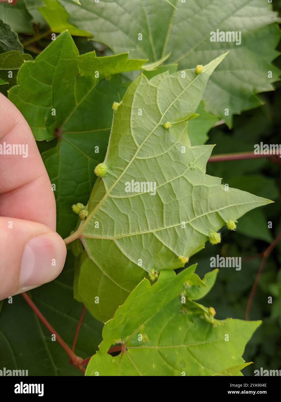 Grape Phylloxera (Daktulosphaira vitifoliae) Insecta Stock Photo - Alamy