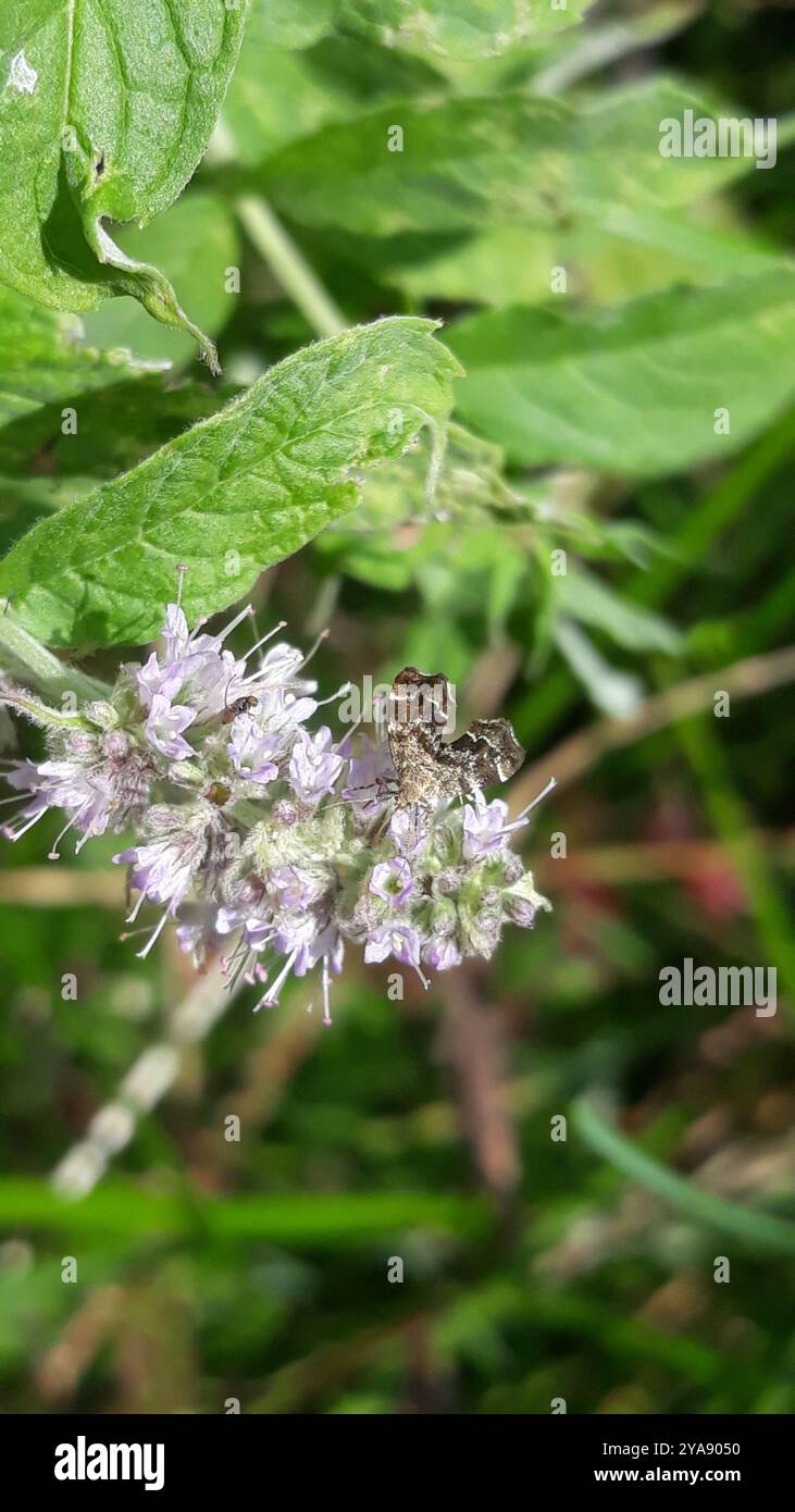 Metalmark Moths (Choreutidae) Insecta Stock Photo - Alamy