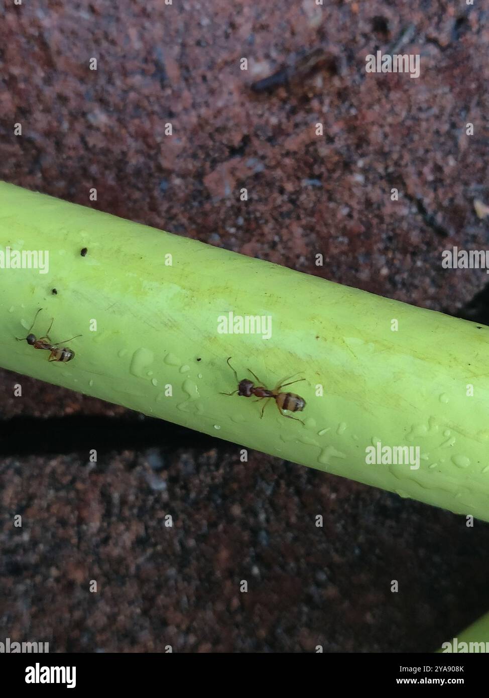 Bearded Carpenter ant (Camponotus subbarbatus) Insecta Stock Photo - Alamy