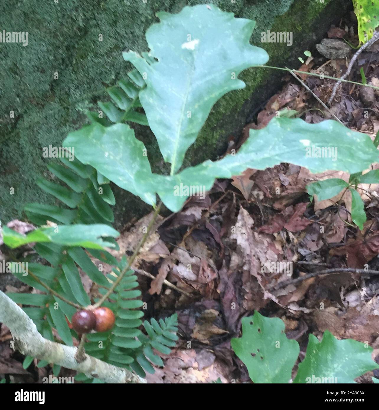 Round Bullet Gall Wasp (Disholcaspis quercusglobulus) Insecta Stock ...