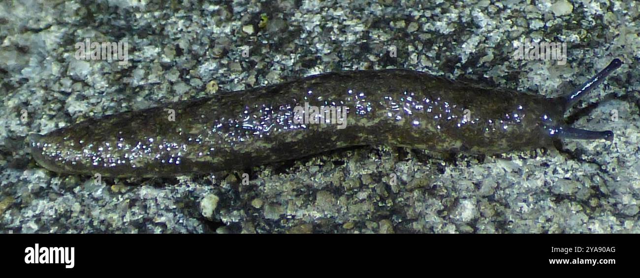 Changeable mantleslug hi-res stock photography and images - Alamy