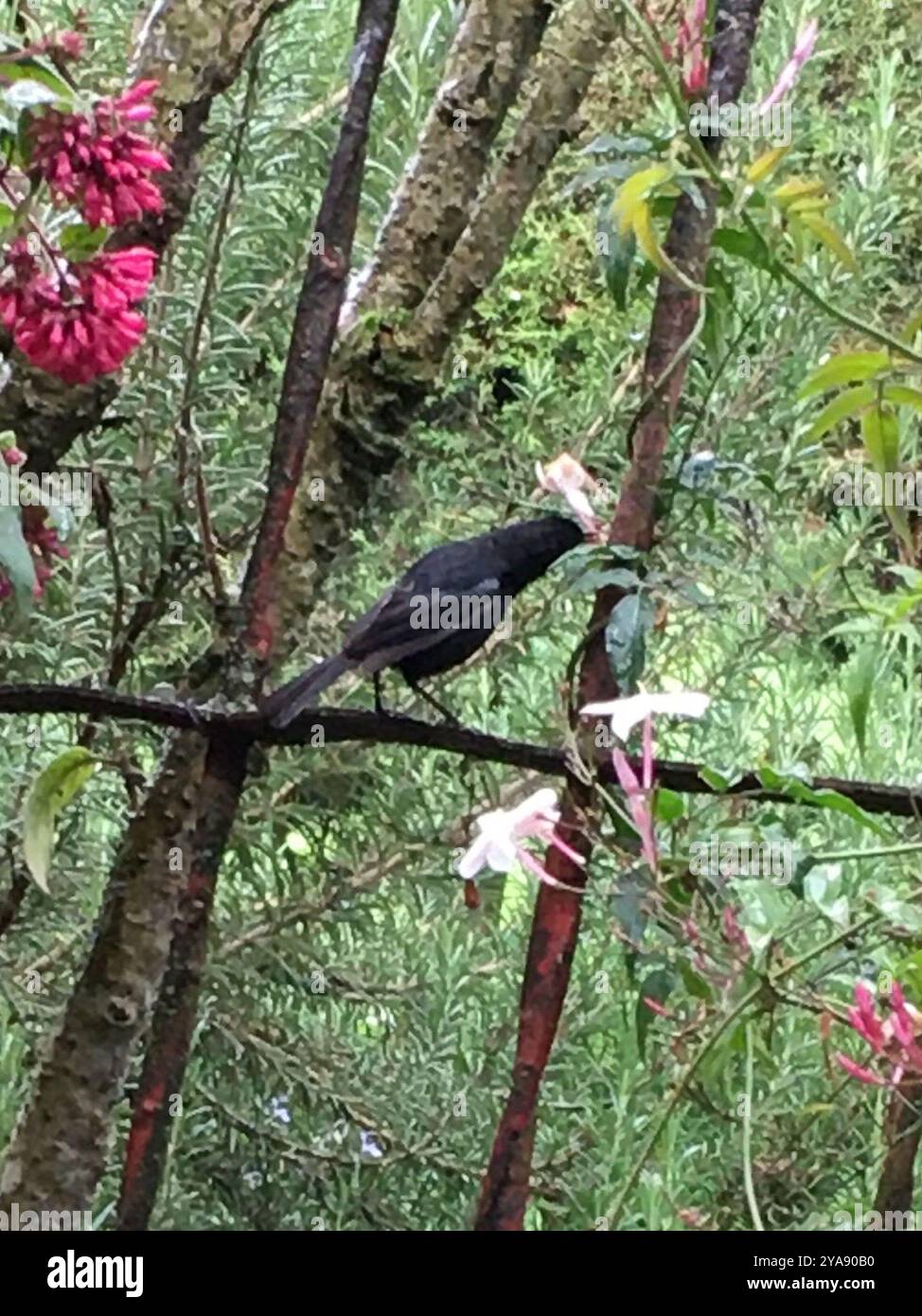 Black Flowerpiercer (Diglossa humeralis) Aves Stock Photo - Alamy