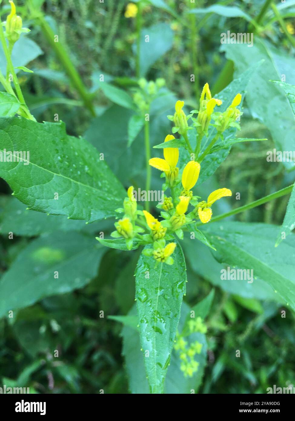 Yellow Crownbeard (Verbesina occidentalis) Plantae Stock Photo - Alamy