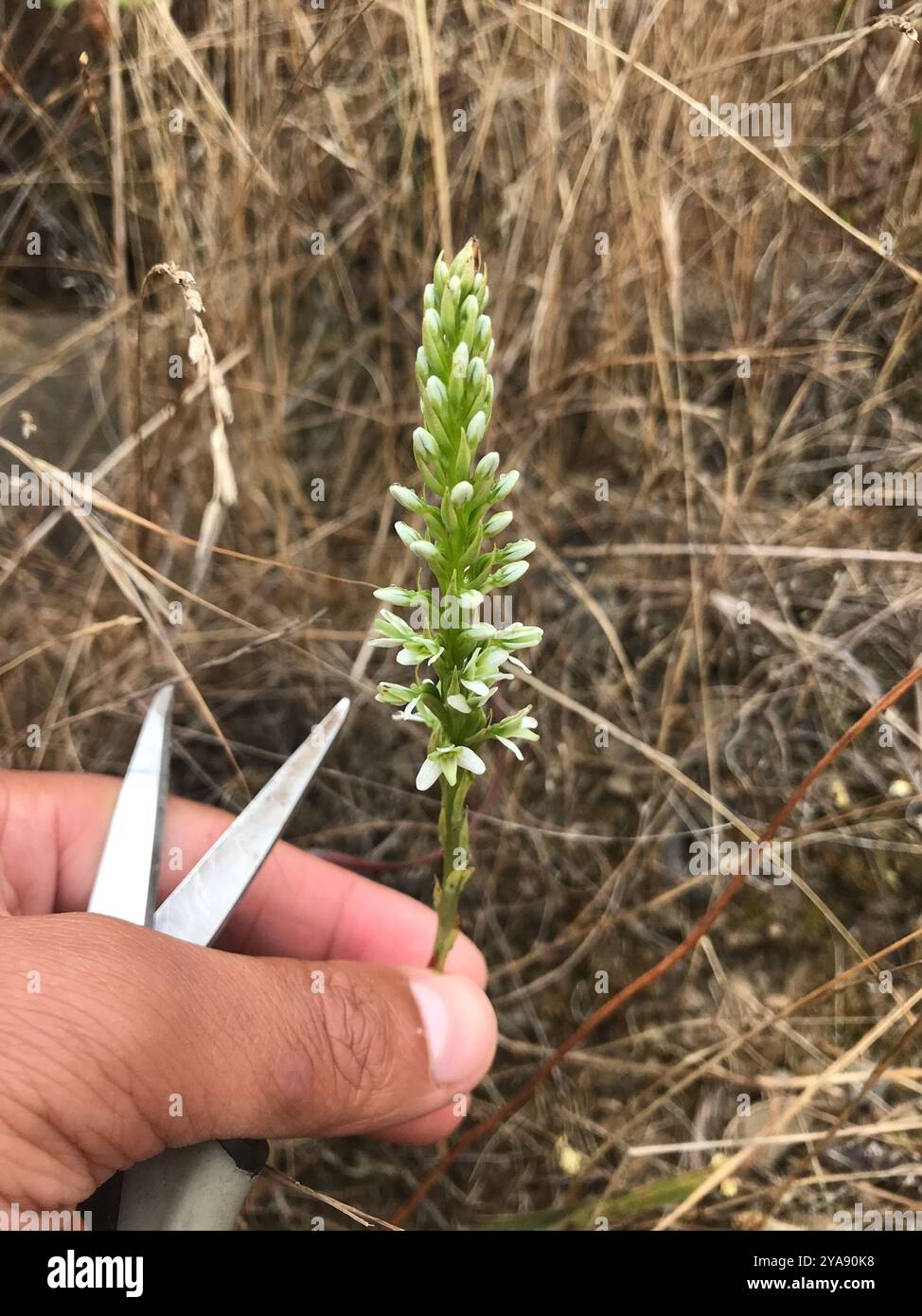 elegant piperia (Platanthera elegans elegans) Plantae Stock Photo - Alamy