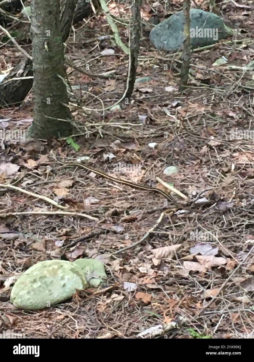 Northern Ribbon Snake (Thamnophis saurita septentrionalis) Reptilia ...