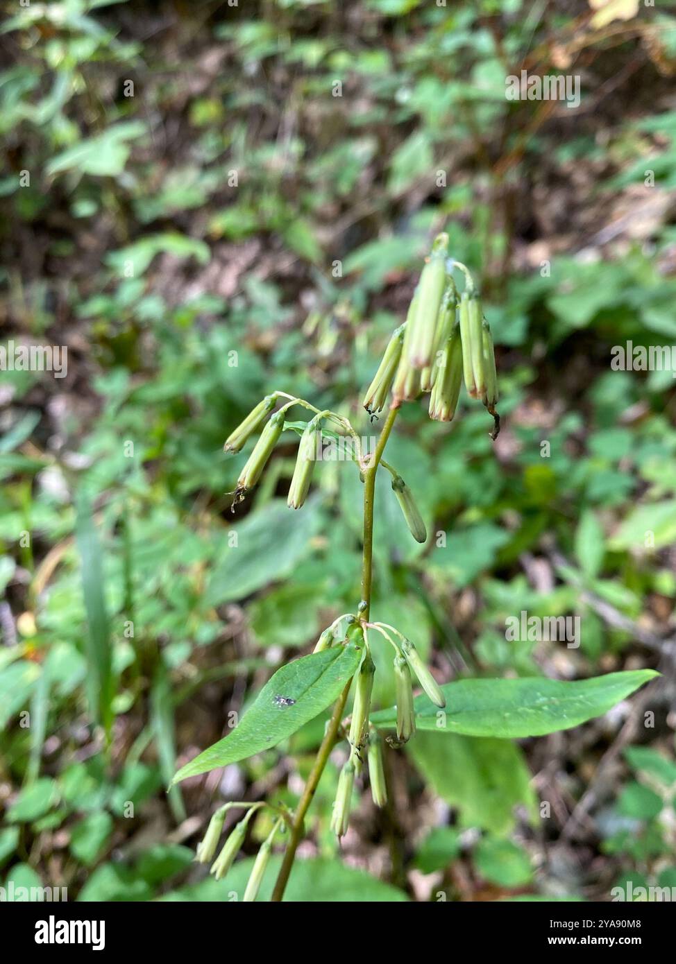 tall rattlesnake root (Nabalus altissimus) Plantae Stock Photo - Alamy