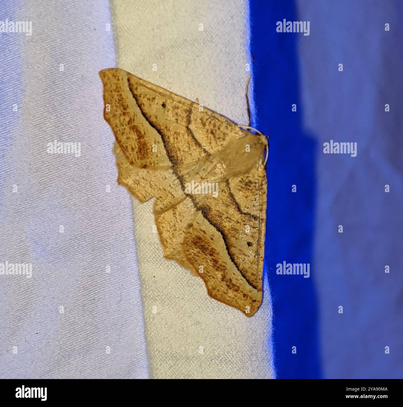 October Thorn (Tetracis jubararia) Insecta Stock Photo - Alamy