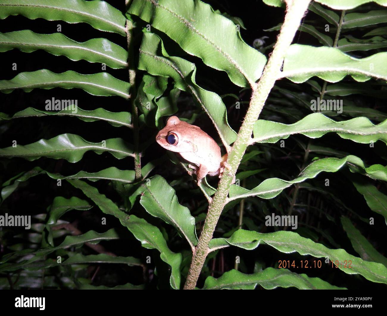 Natal tree frog hi-res stock photography and images - Alamy