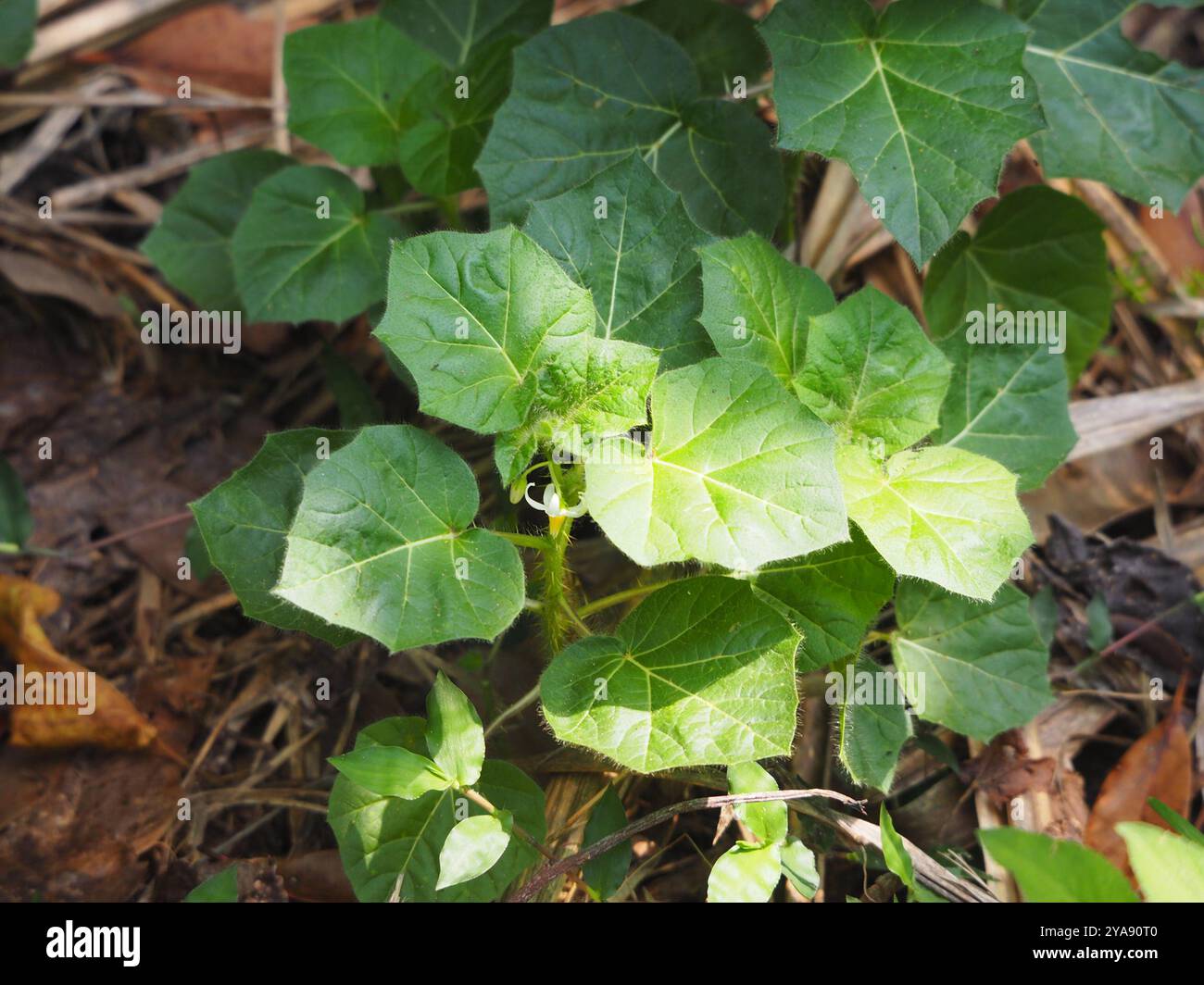 Cockroach Berry (Solanum capsicoides) Plantae Stock Photo - Alamy