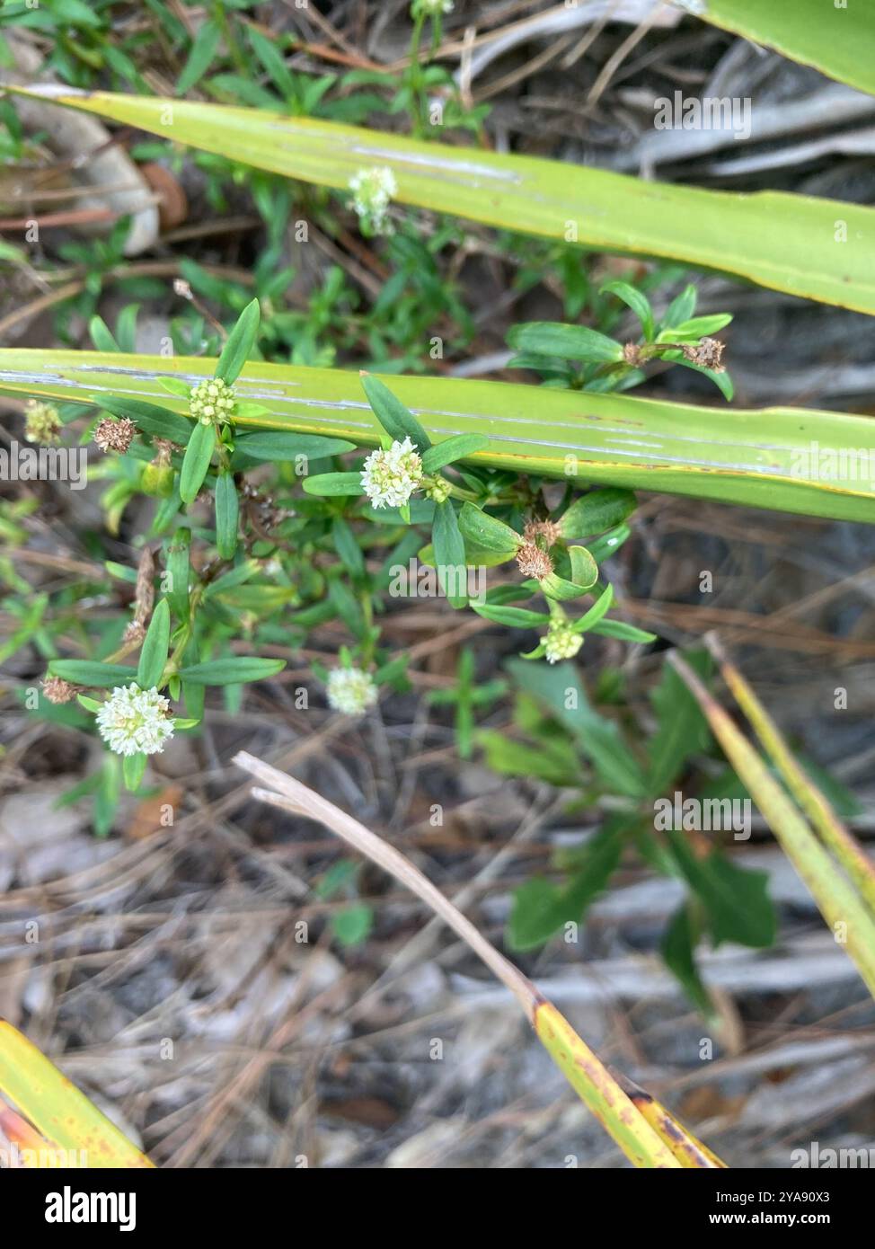 shrubby false buttonweed (Spermacoce verticillata) Plantae Stock Photo ...