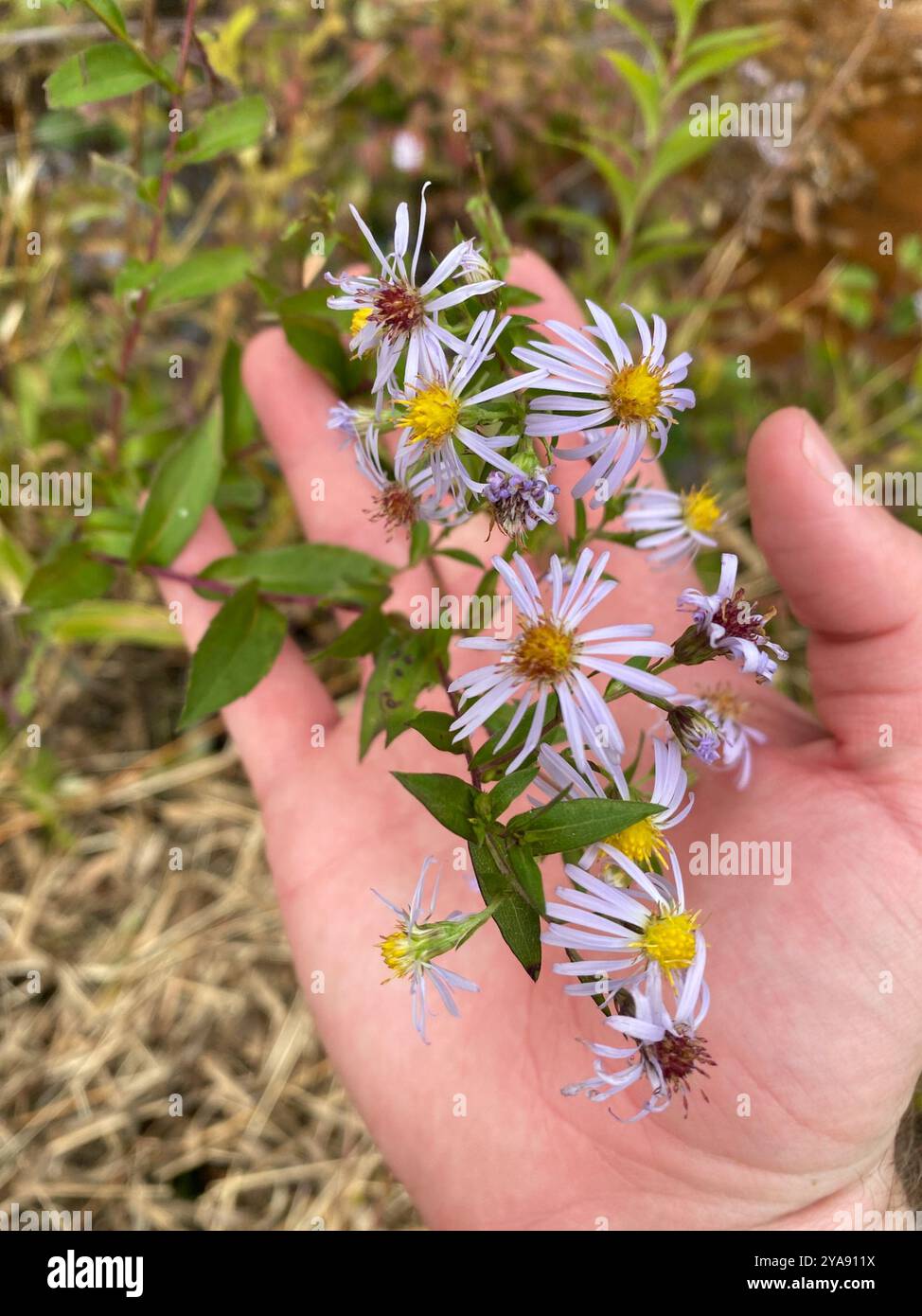 swamp aster (Symphyotrichum puniceum) Plantae Stock Photo - Alamy