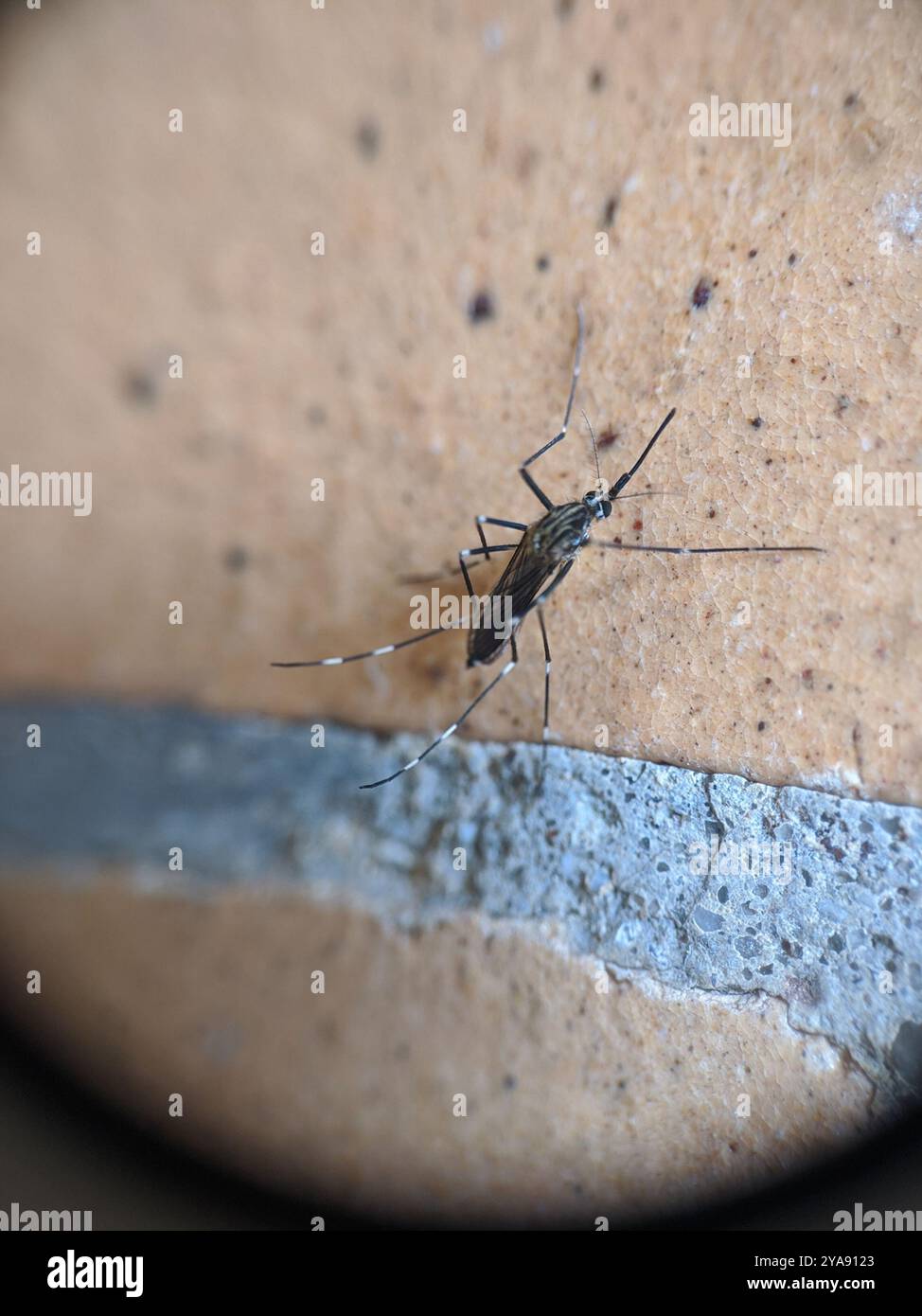 Asian Bush Mosquito (Aedes japonicus) Insecta Stock Photo - Alamy