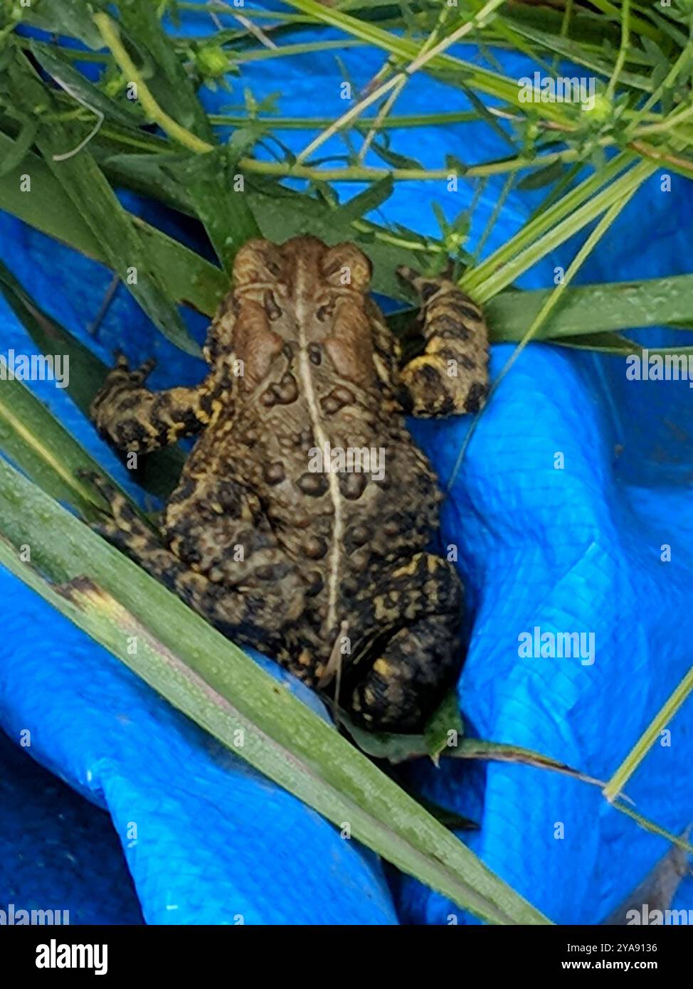 Eastern American Toad (Anaxyrus americanus americanus) Amphibia Stock ...