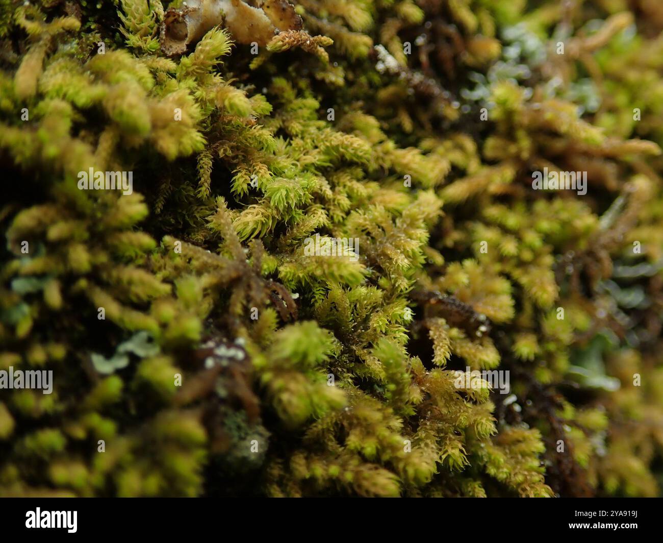claopodium mosses (Claopodium) Plantae Stock Photo - Alamy