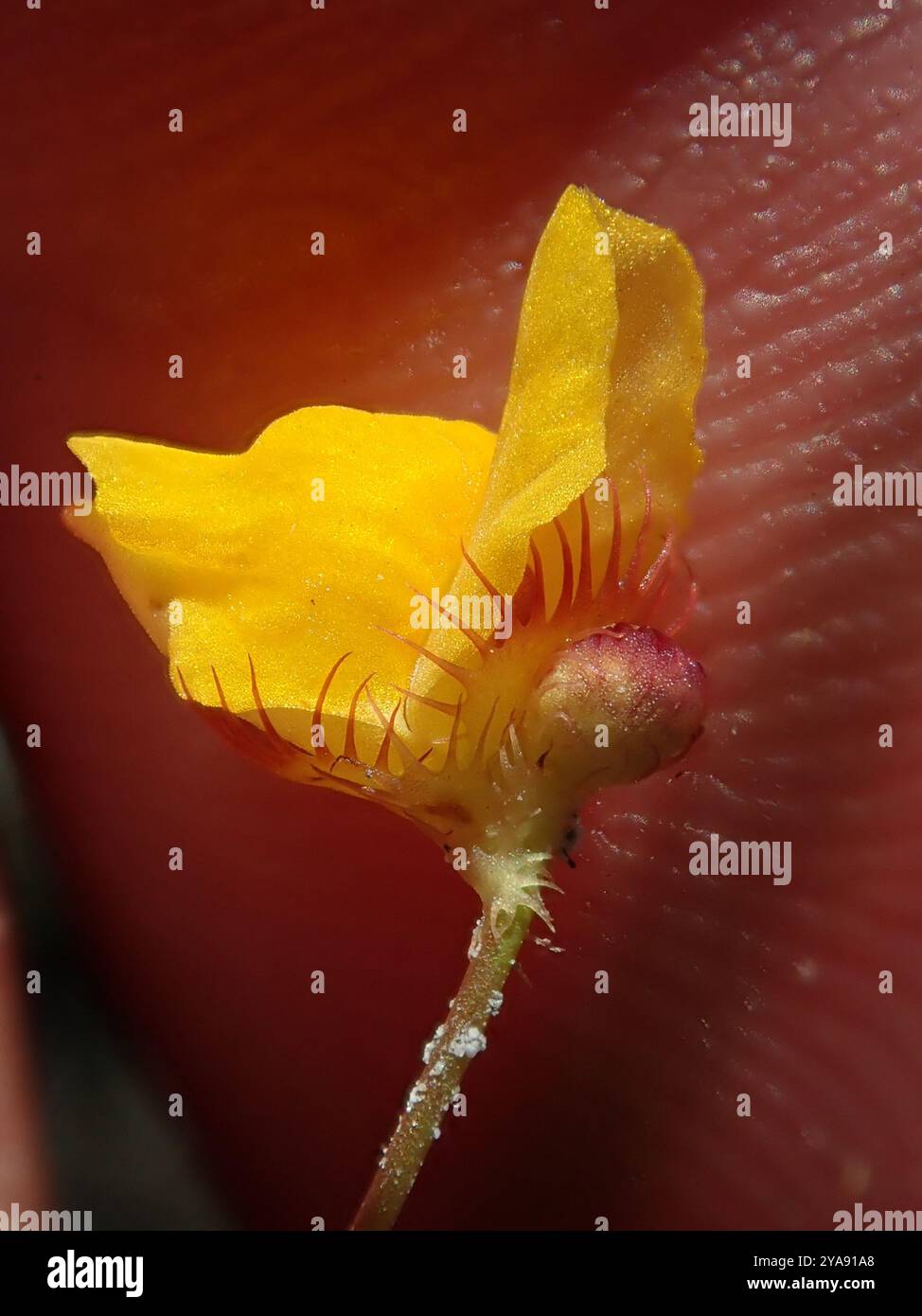 Fringed Bladderwort (Utricularia simulans) Plantae Stock Photo - Alamy