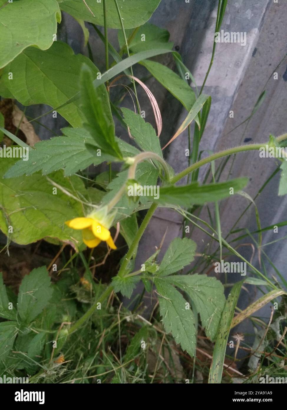 Yellow Avens (Geum aleppicum) Plantae Stock Photo - Alamy