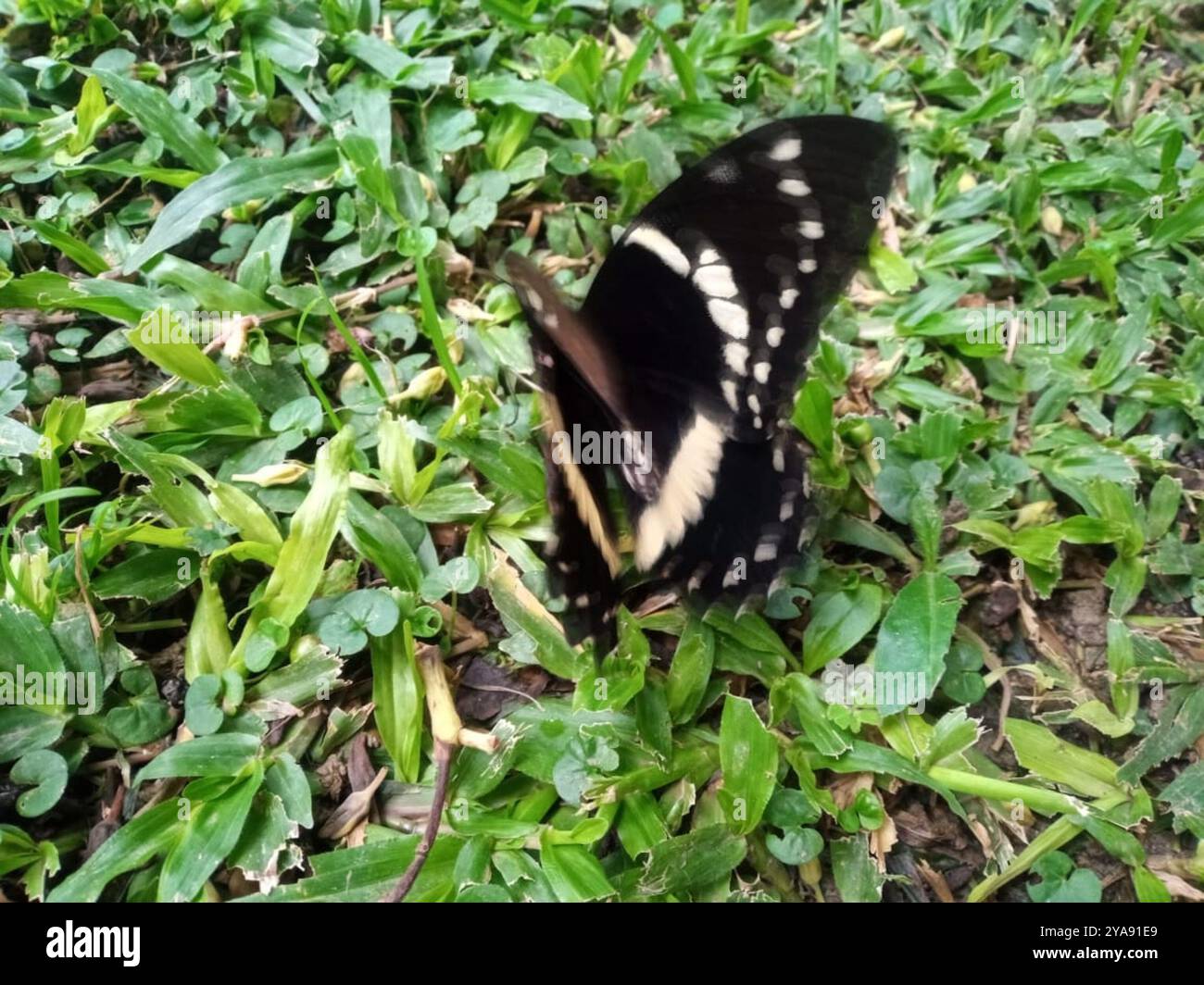 Coroebus hi-res stock photography and images - Alamy