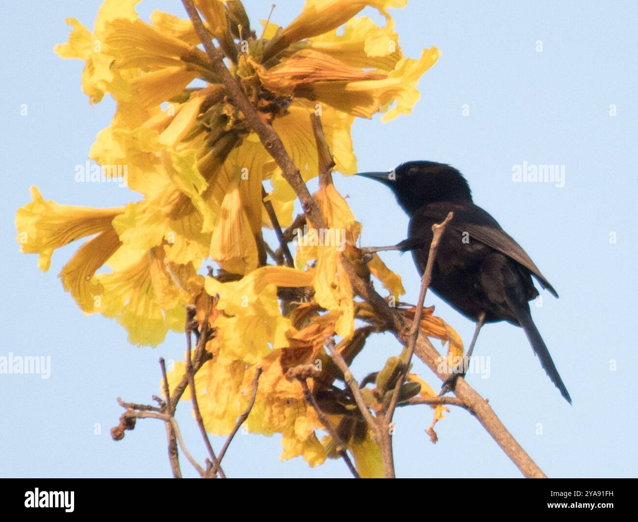 Variable oriole icterus pyrrhopterus hi-res stock photography and ...