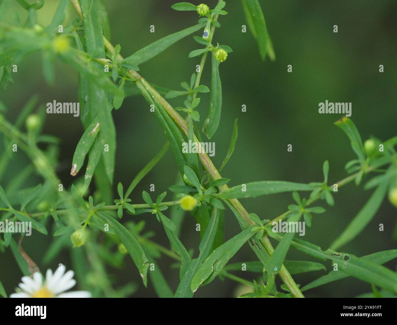 American asters (Symphyotrichum) Plantae Stock Photo - Alamy