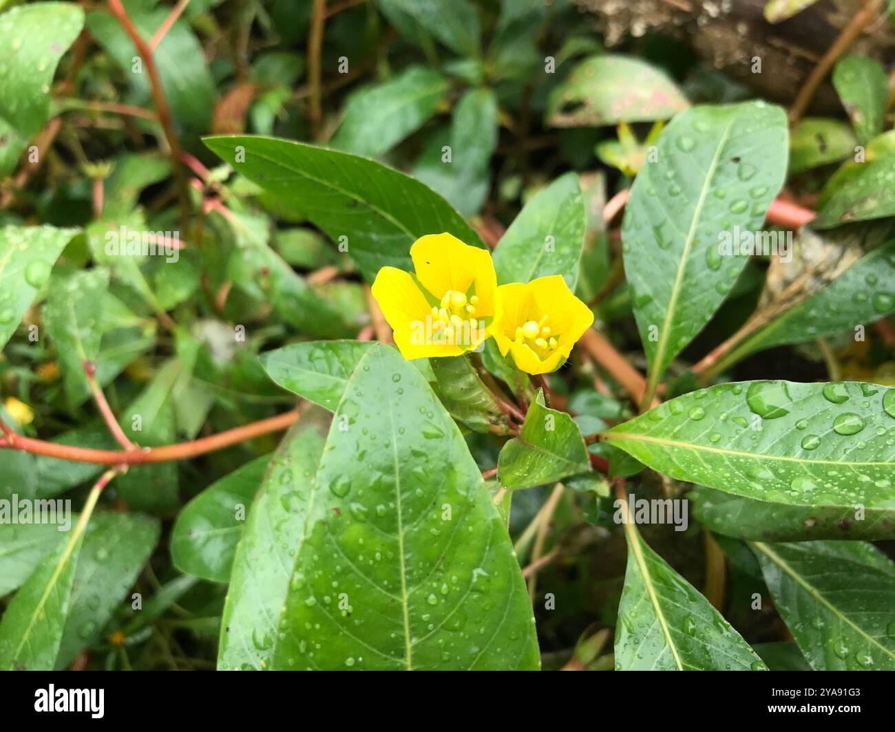 water primrose (Ludwigia hexapetala) Plantae Stock Photo - Alamy