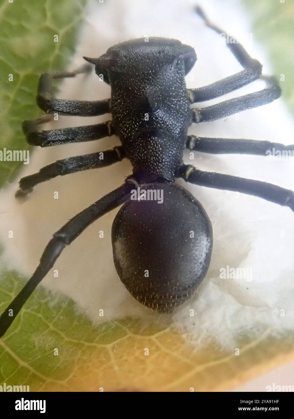 South American Ant-mimicking Crab Spiders (Aphantochilus) Arachnida ...