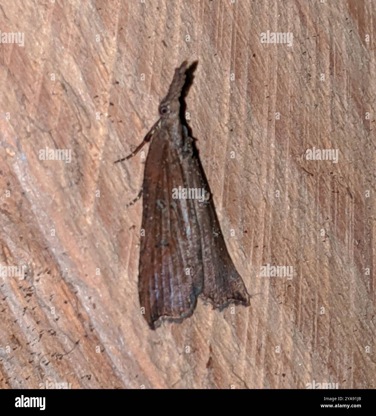 California Cloverworm Moth (Hypena californica) Insecta Stock Photo - Alamy