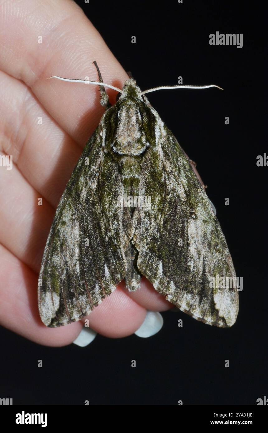 Hagen's Sphinx (Ceratomia hageni) Insecta Stock Photo - Alamy