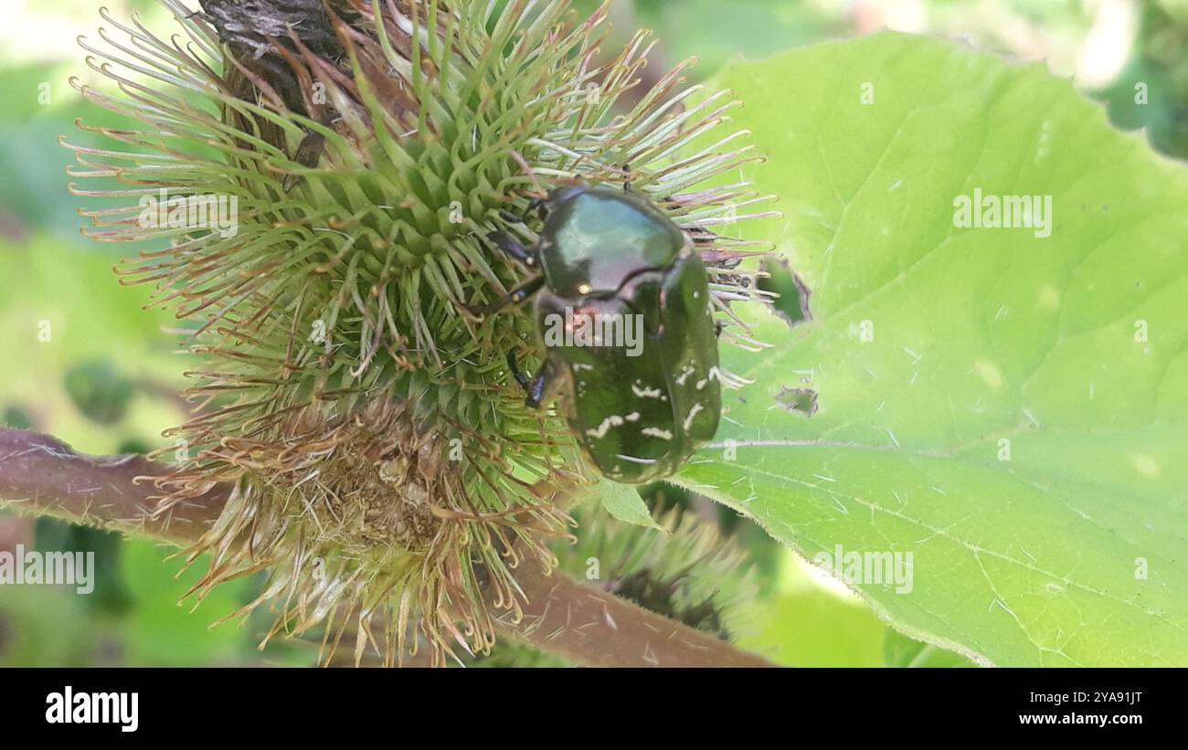 Copper Chafer (Protaetia cuprea) Insecta Stock Photo - Alamy
