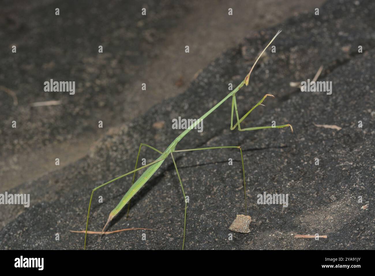 Indian grass mantis hi-res stock photography and images - Alamy