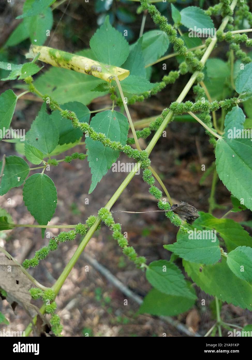 false nettle (Boehmeria cylindrica) Plantae Stock Photo - Alamy