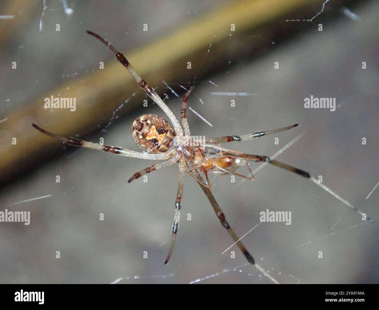 Brown Widow (Latrodectus geometricus) Arachnida Stock Photo - Alamy