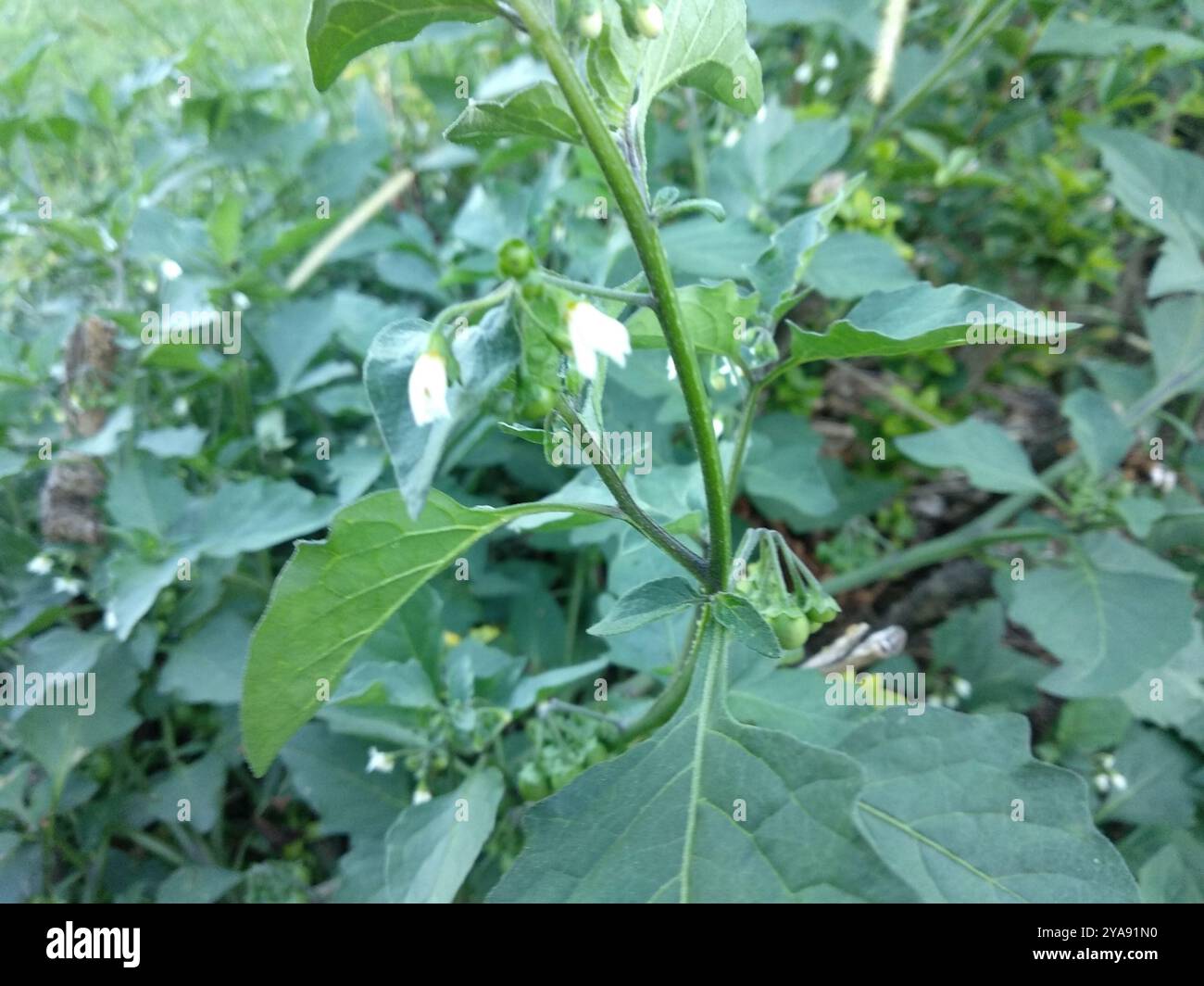 black nightshade (Solanum nigrum) Plantae Stock Photo - Alamy