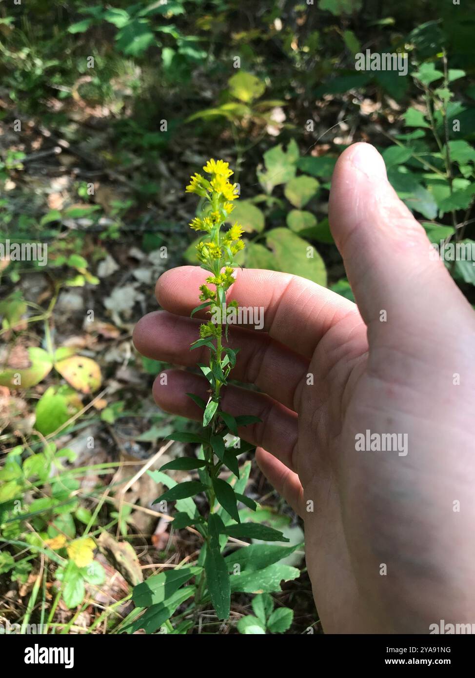 Downy Goldenrod (Solidago puberula) Plantae Stock Photo - Alamy