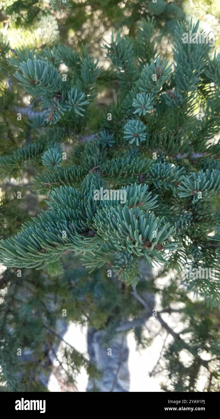white spruce (Picea glauca) Plantae Stock Photo - Alamy