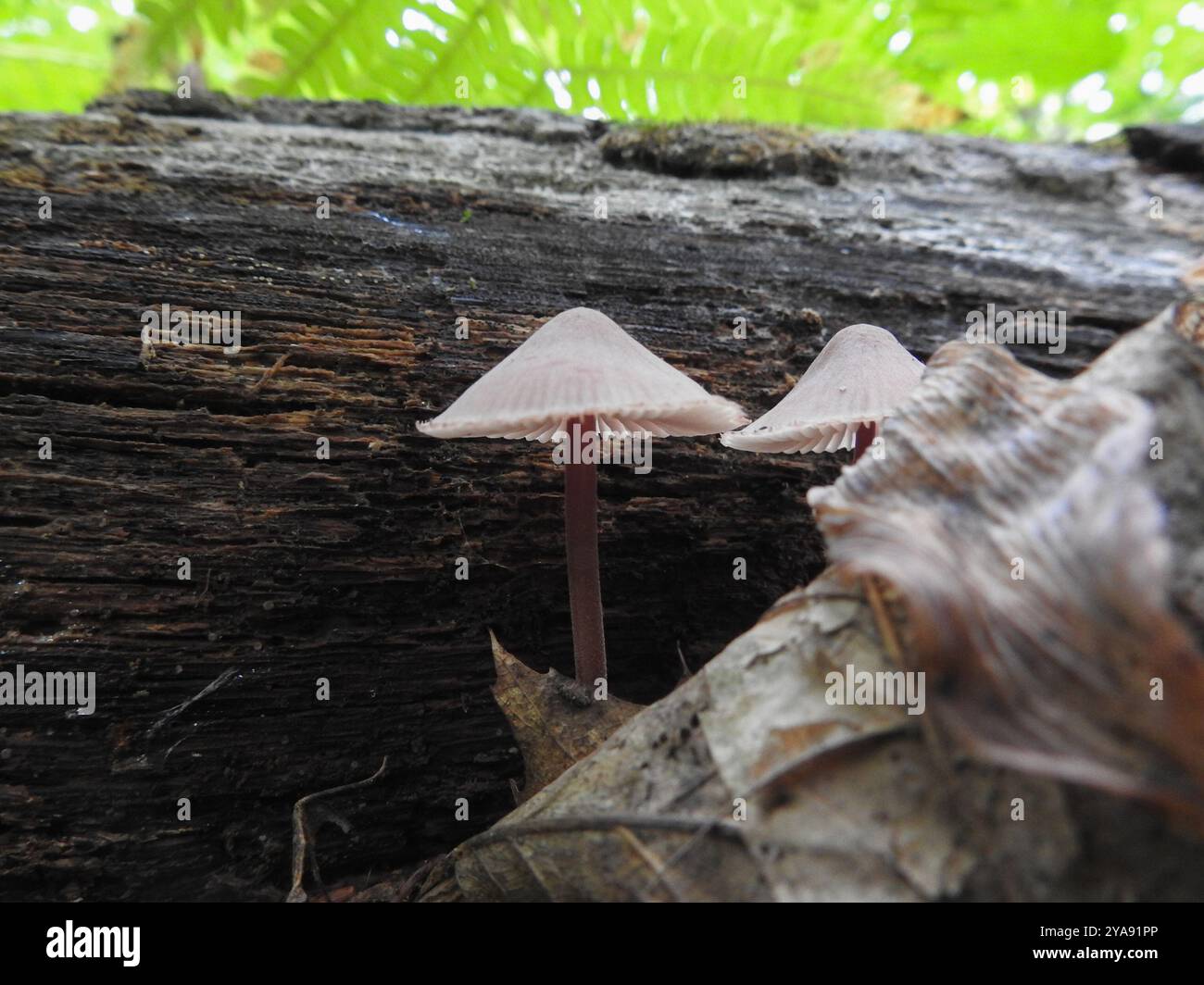 Bleeding Fairy Helmet (Mycena haematopus) Fungi Stock Photo - Alamy