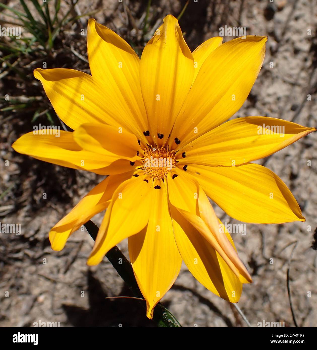 Butter Flower (Gazania krebsiana krebsiana) Plantae Stock Photo - Alamy